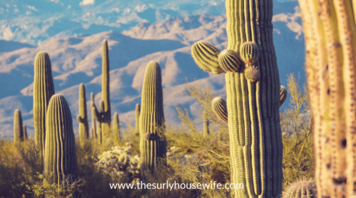 The 10 Best Picture Books about Cactus That the Whole Family Will Love!