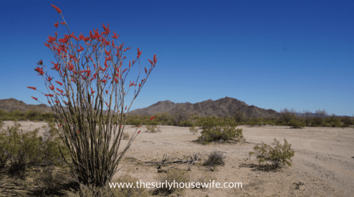 The 10 Best Picture Books about the Desert